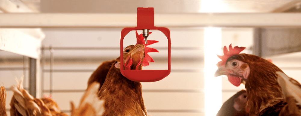Poultry | LUBING