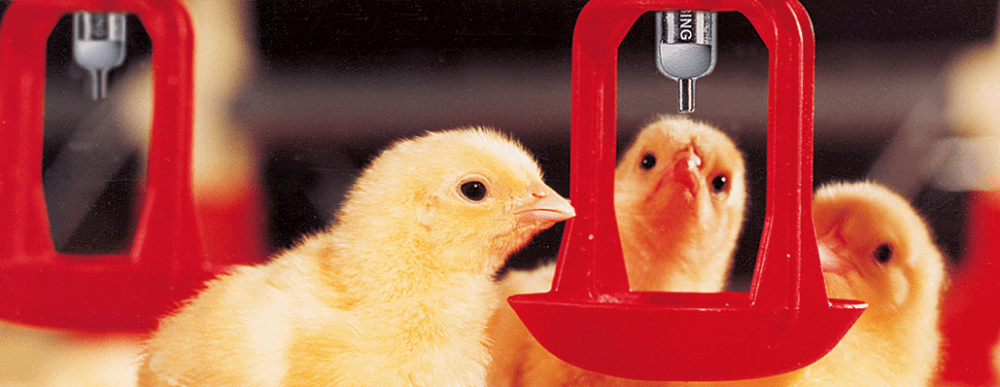 Poultry | LUBING