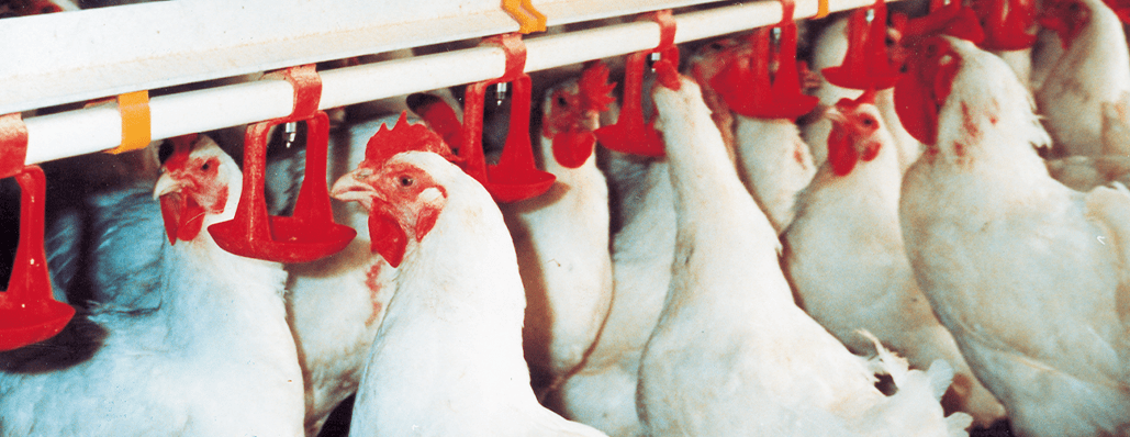 Drinking-Systems for Poultry | LUBING