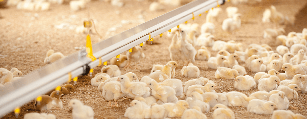 Drinking-Systems for Poultry | LUBING