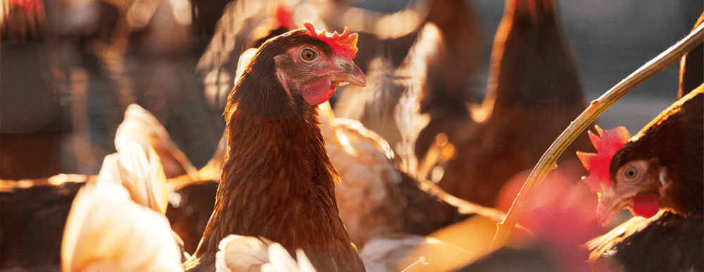 Poultry | LUBING