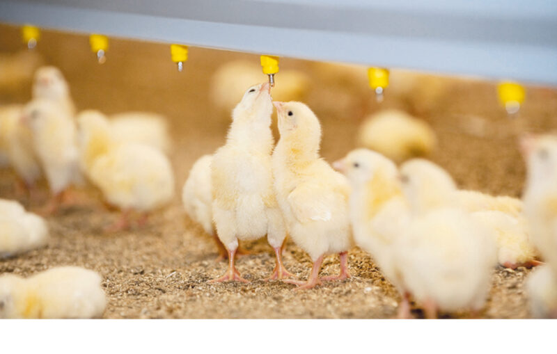 Nipple drinkers for Poultry - LUBING