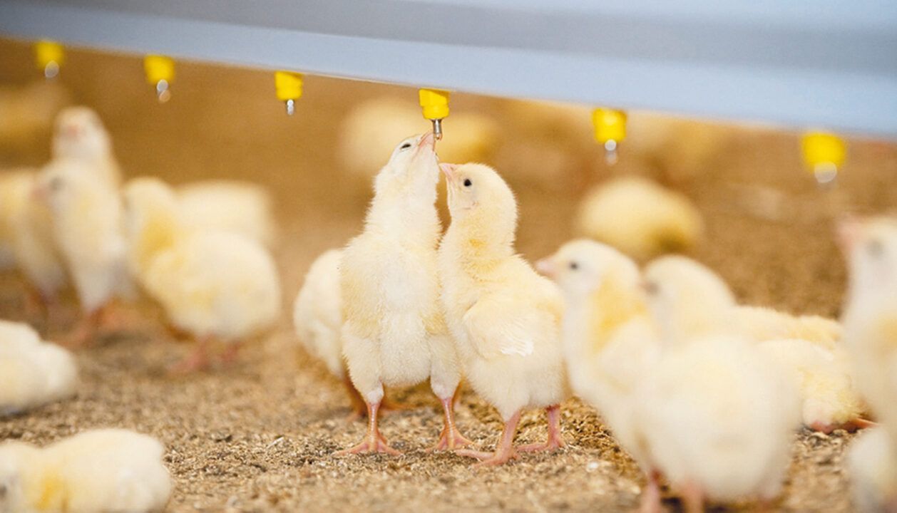 Nipple drinkers for Poultry - LUBING