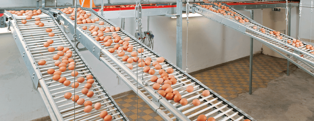 Conveyor-Systems | Poultry | LUBING