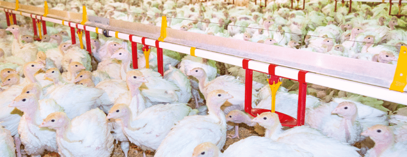 Poultry | LUBING