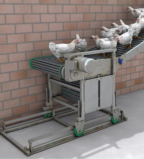 Broiler conveyor for taking out the birds from cages | LUBING