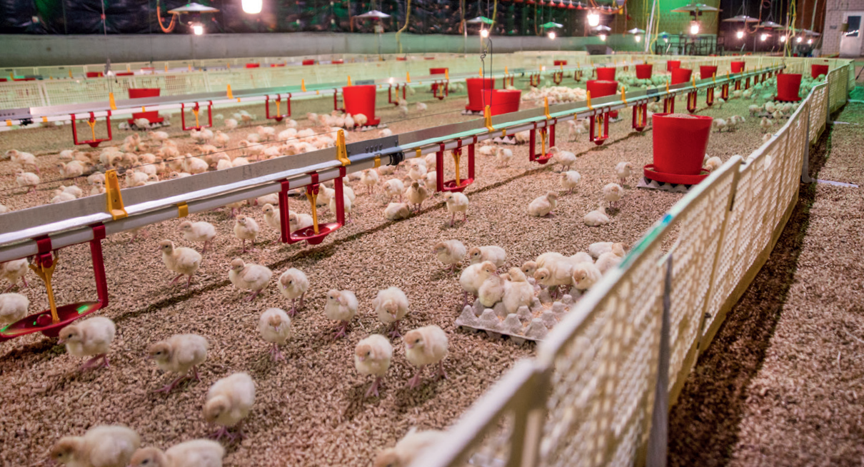 Stable equipment for poultry | LUBING