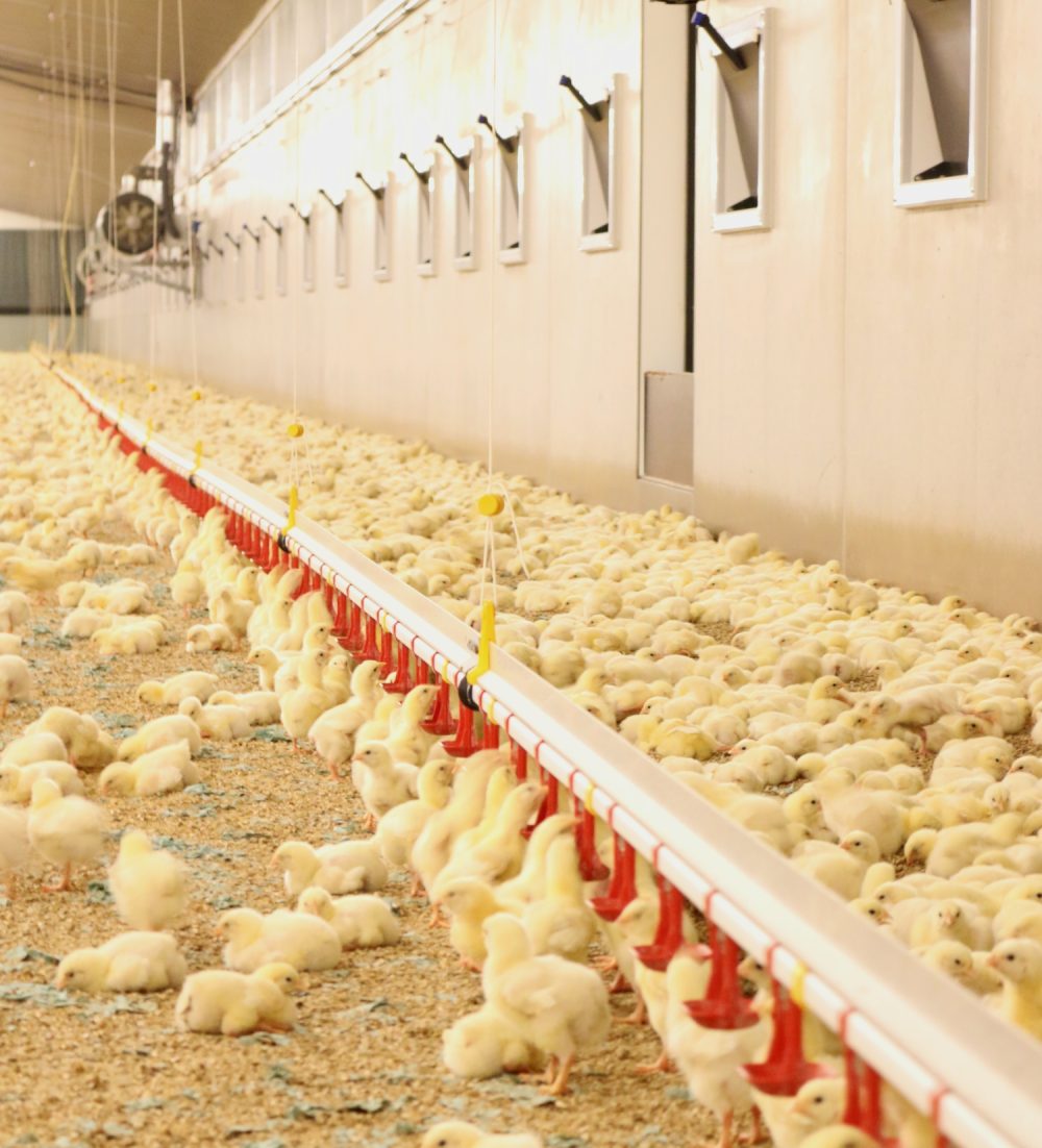 Our History | LUBING